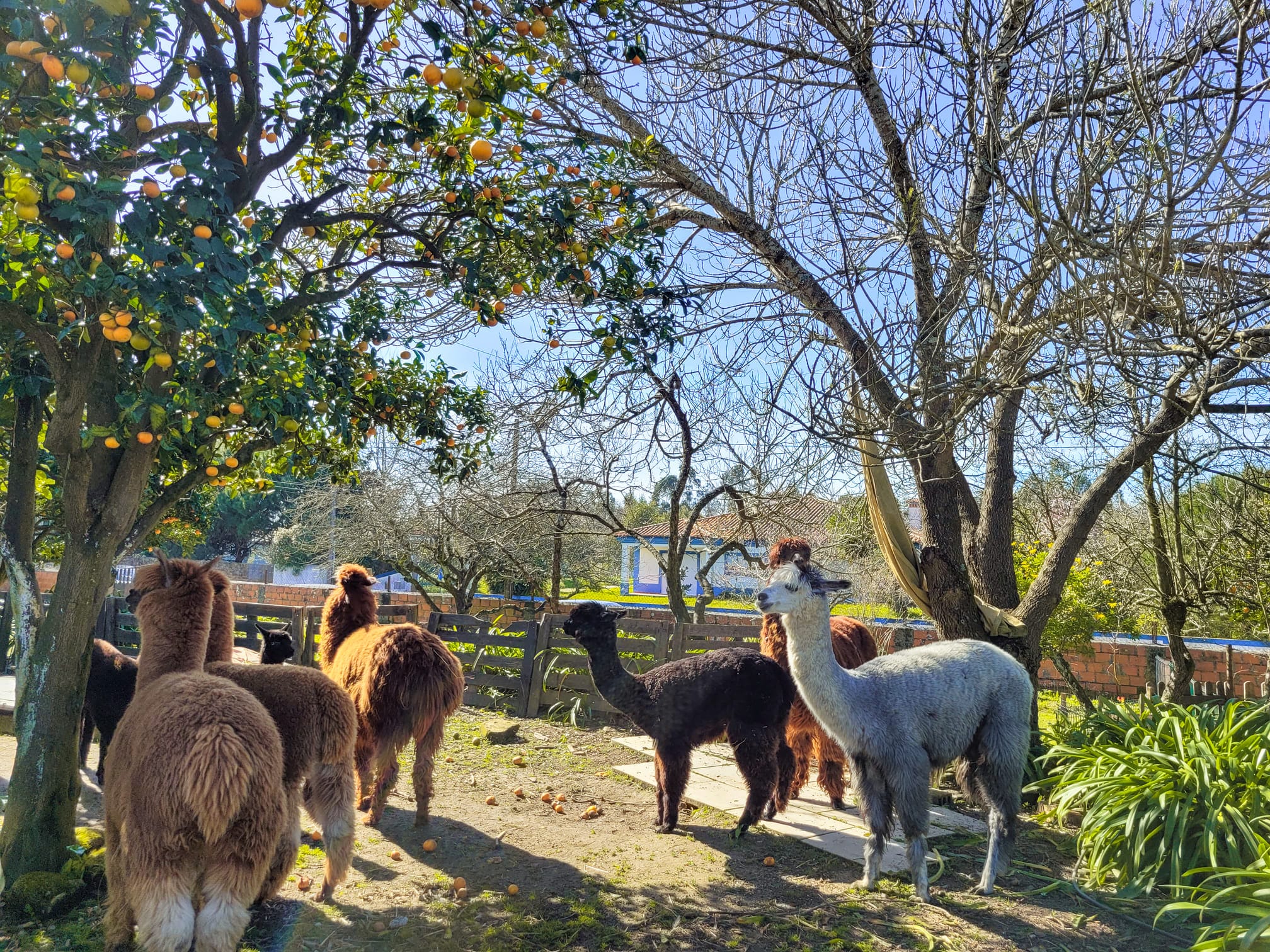 Alpacas in Portugal: how is it like visiting Monte Frio Alpacas farm ...