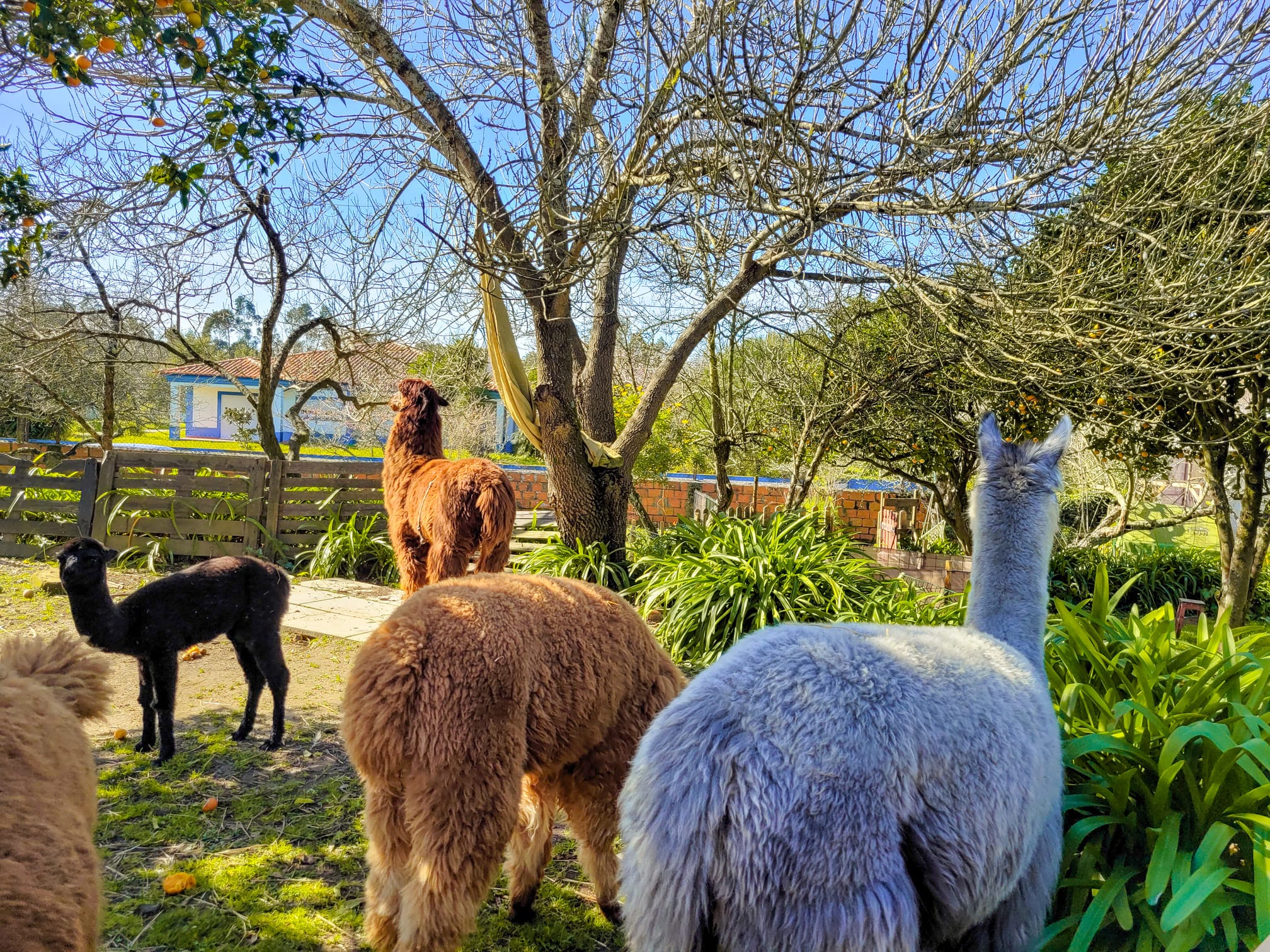 Alpacas em Portugal: como é visitar a quinta Monte Frio Alpacas? | A ...