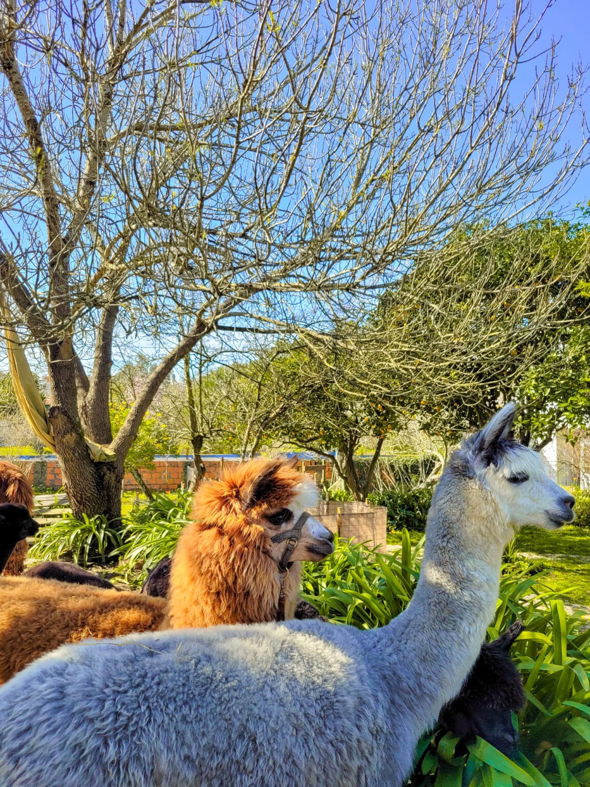 Alpacas in Portugal: how is it like visiting Monte Frio Alpacas farm ...