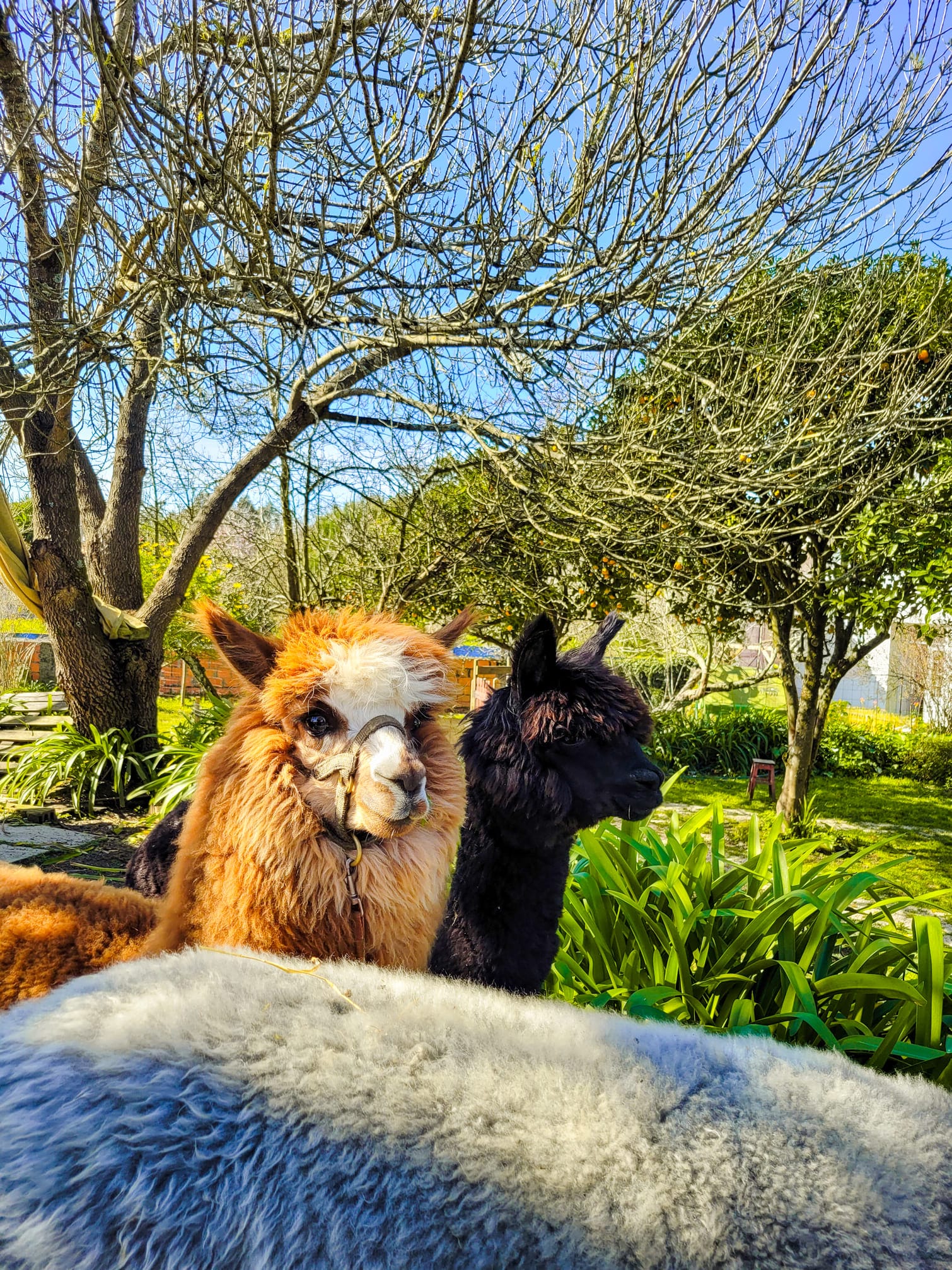 Alpacas em Portugal: como é visitar a quinta Monte Frio Alpacas? | A ...